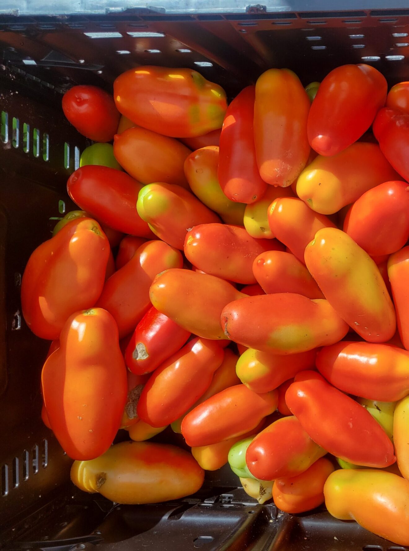 Paste/Sauce Tomatoes 1/2 Bushel OG (25lbs) 2026 Pre-order - A DIFFERENT ...